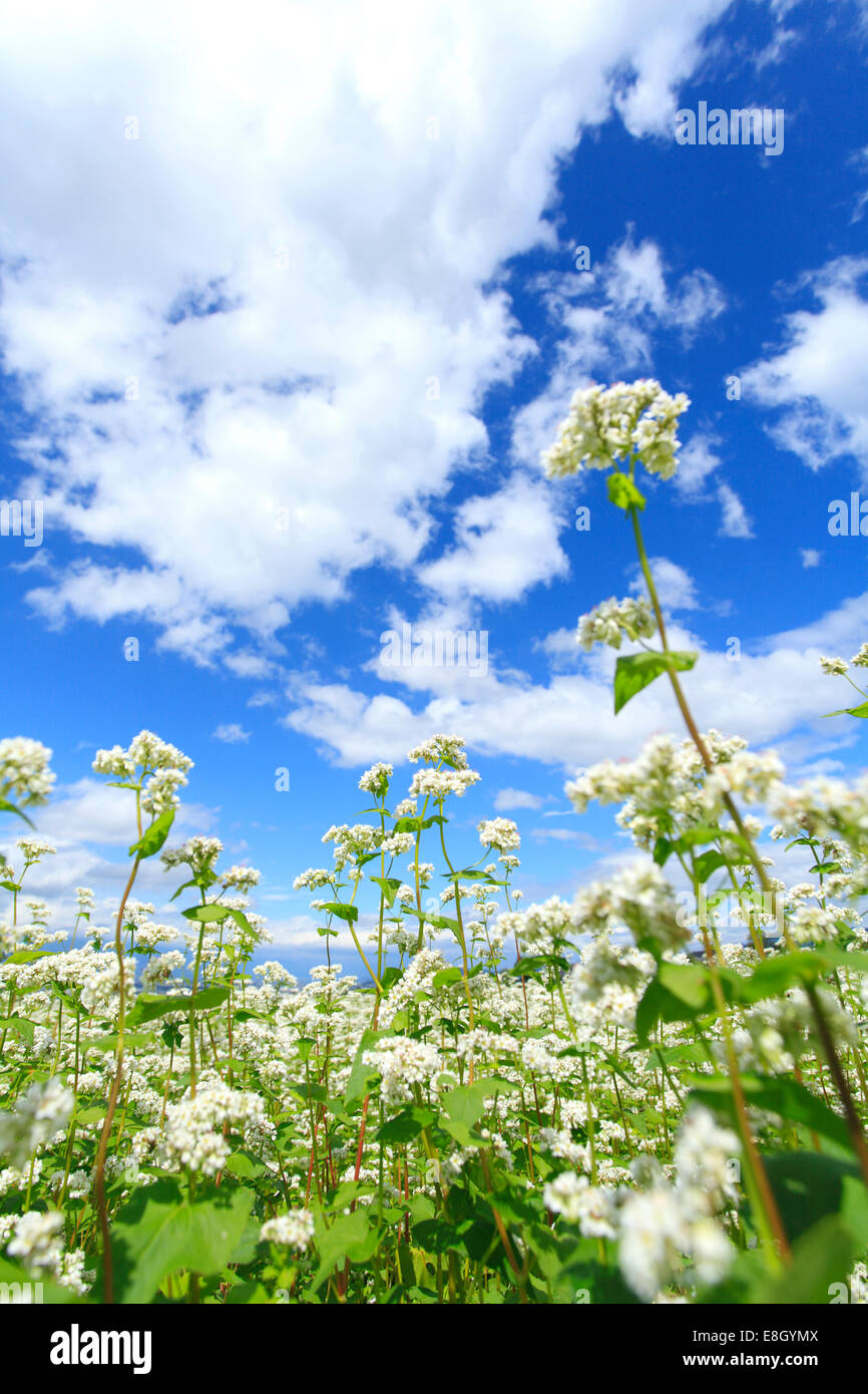 Beautiful close up buckwheat hi-res stock photography and images - Alamy