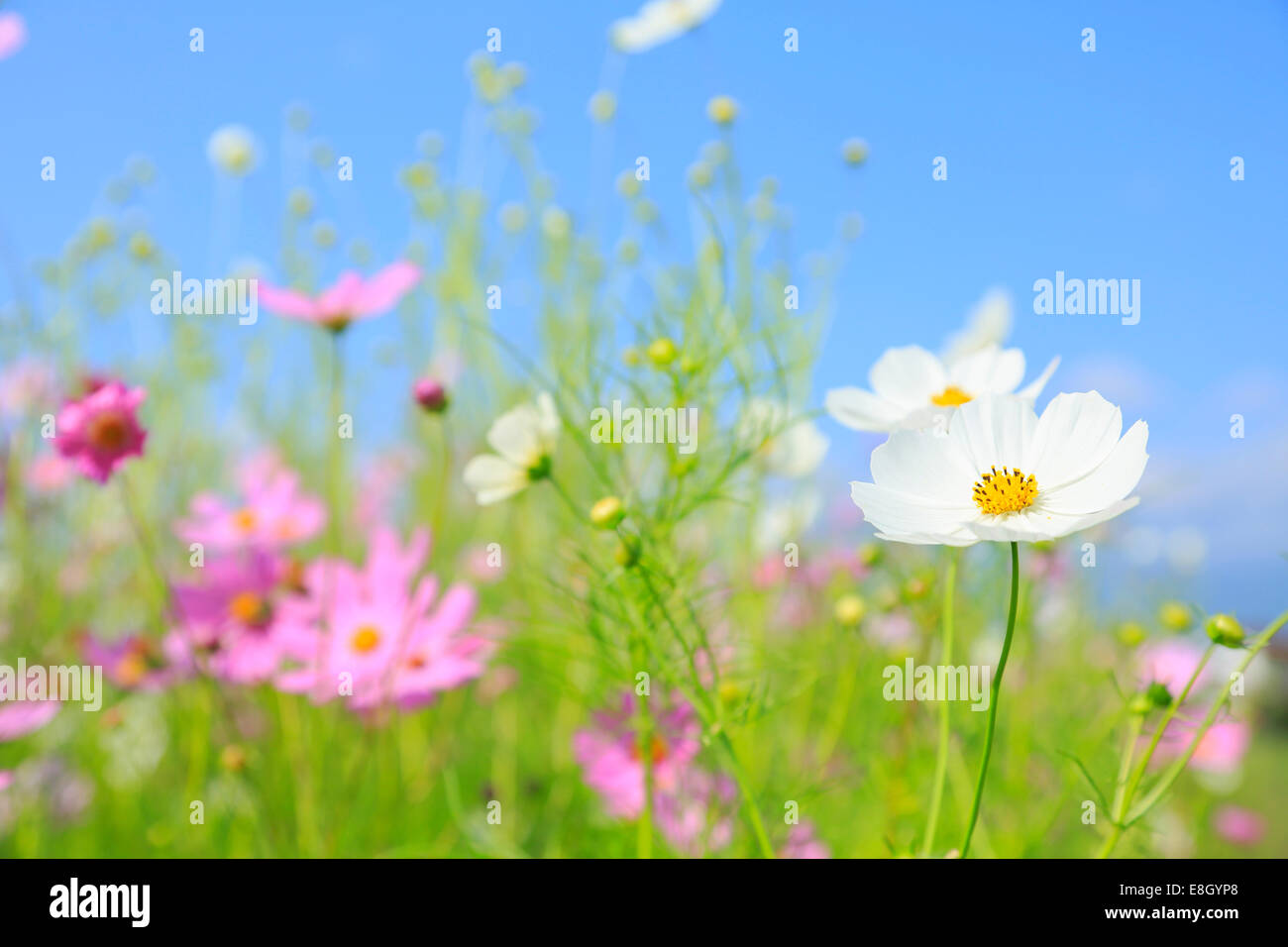 Cosmos flowers nagano japan hi-res stock photography and images - Alamy