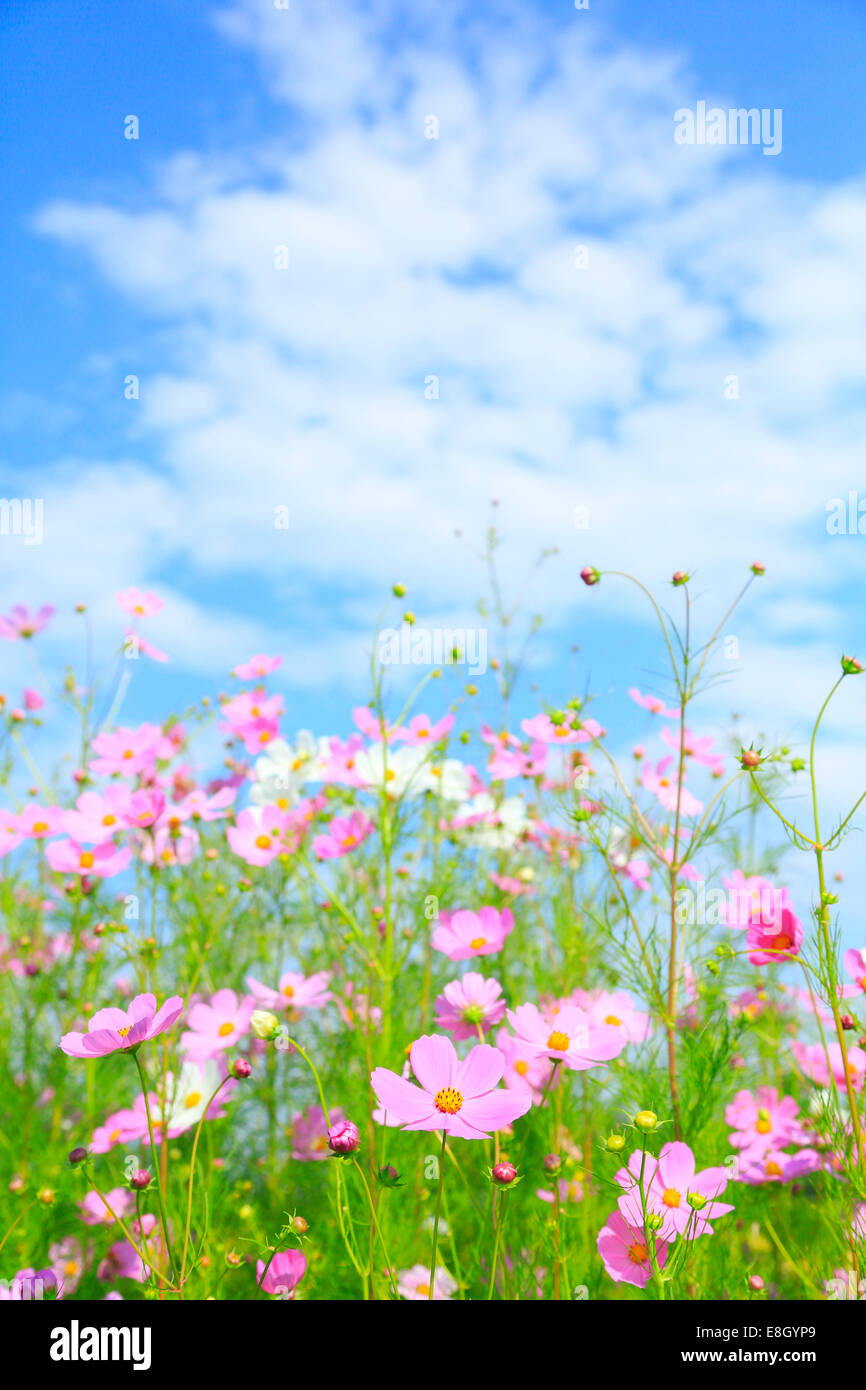 Cosmos flowers nagano japan hi-res stock photography and images - Alamy