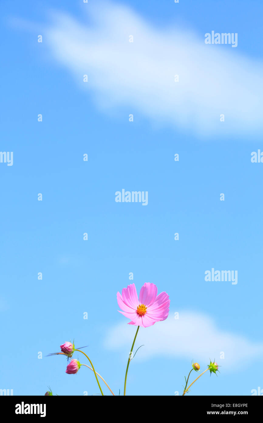 Beautiful pink cosmos Cut Out Stock Images & Pictures - Alamy