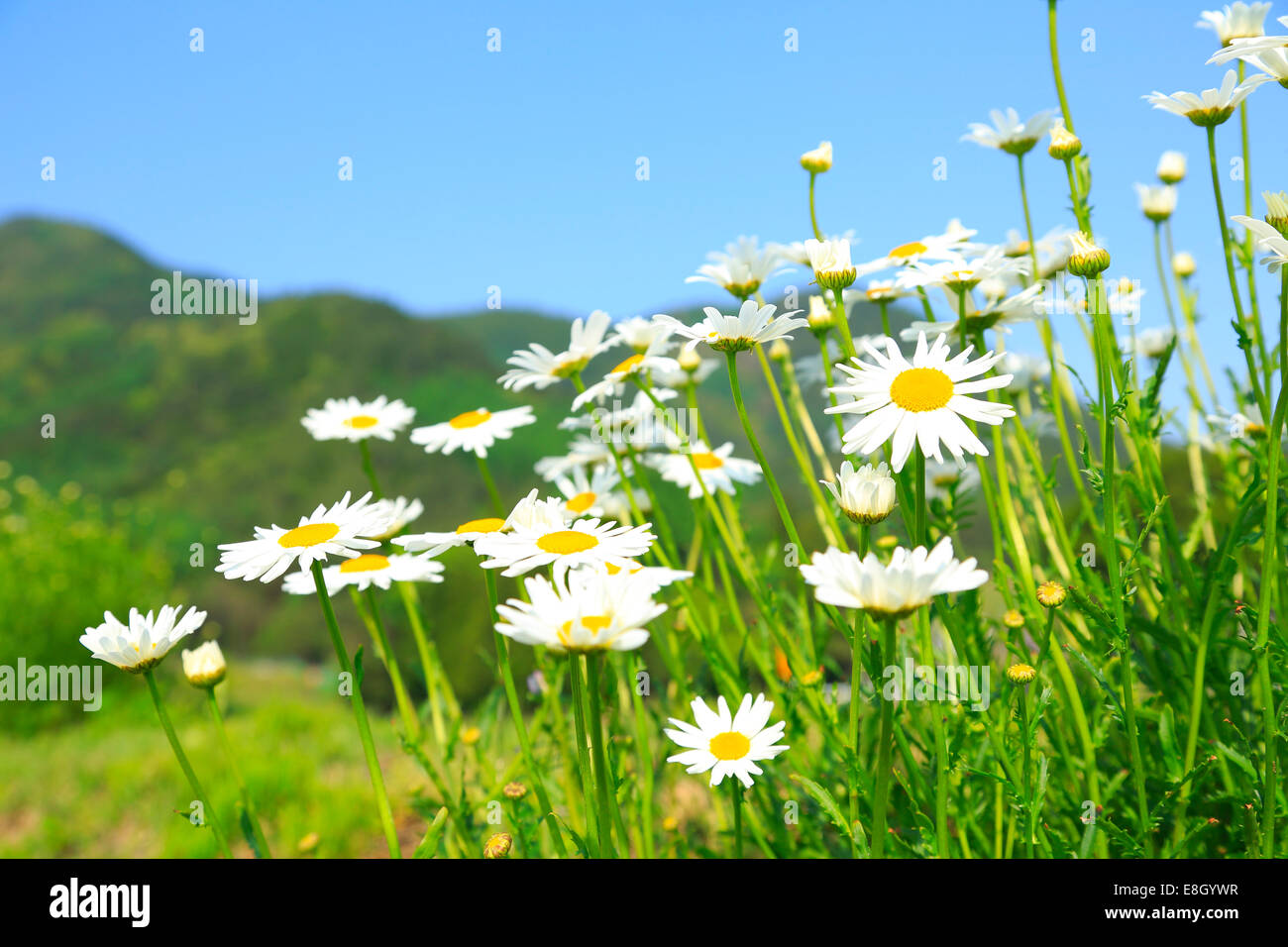Margaret Daisy High Resolution Stock Photography and Images - Alamy