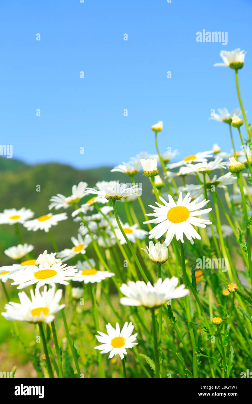 Margaret Daisy High Resolution Stock Photography and Images - Alamy