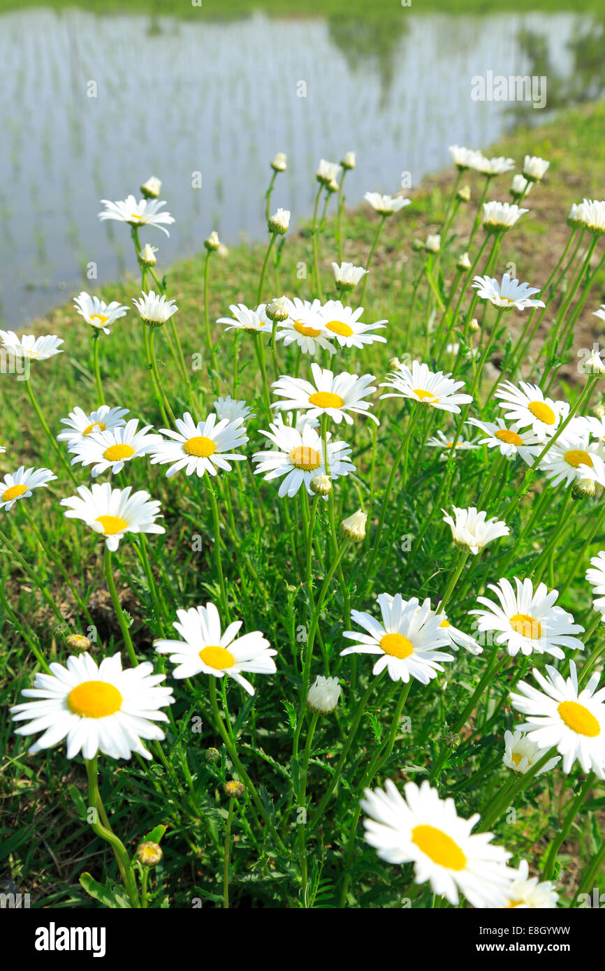 Daisy margaret hi-res stock photography and images - Alamy