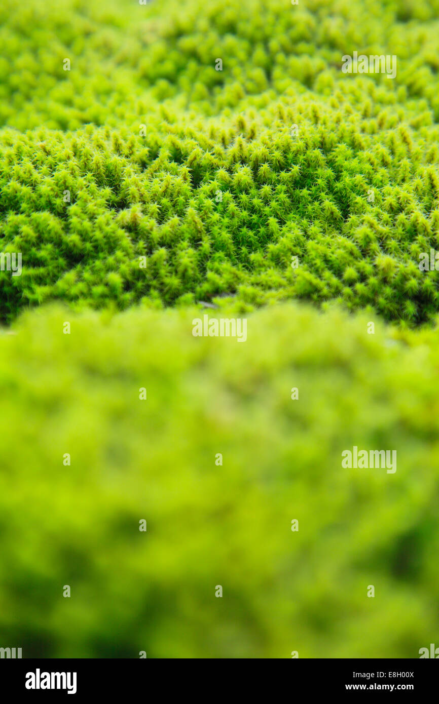 Green soft moss japan hi-res stock photography and images - Alamy