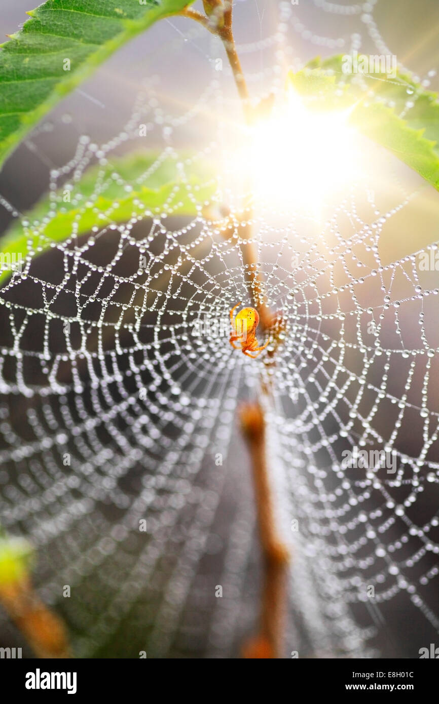 Radial web hi-res stock photography and images - Alamy
