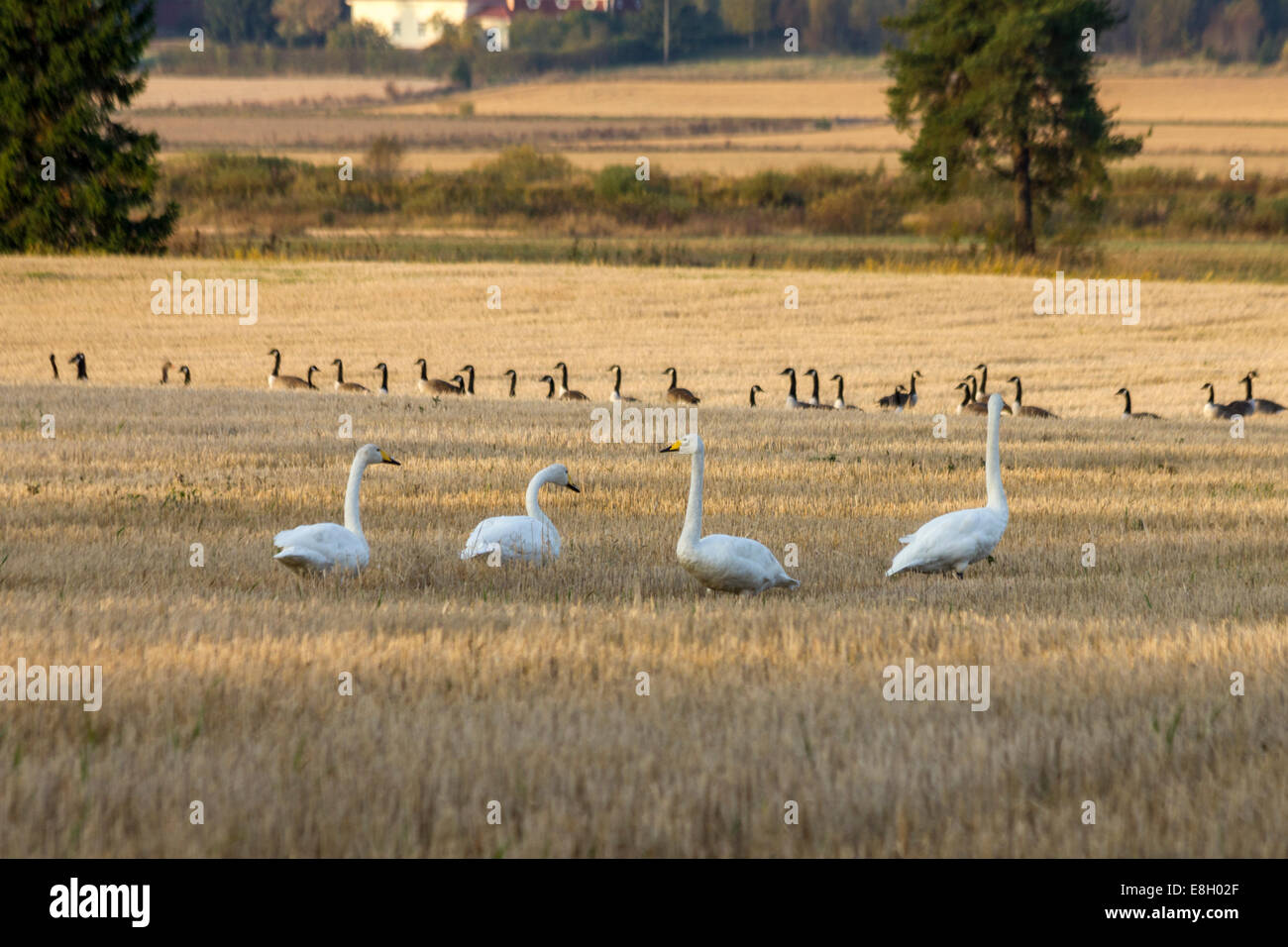 Swans on a field Stock Photo - Alamy
