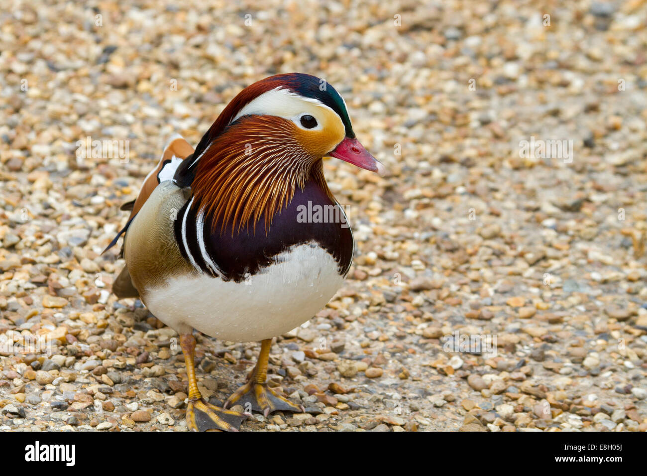 mandarin duck close up macro shot Stock Photo - Alamy