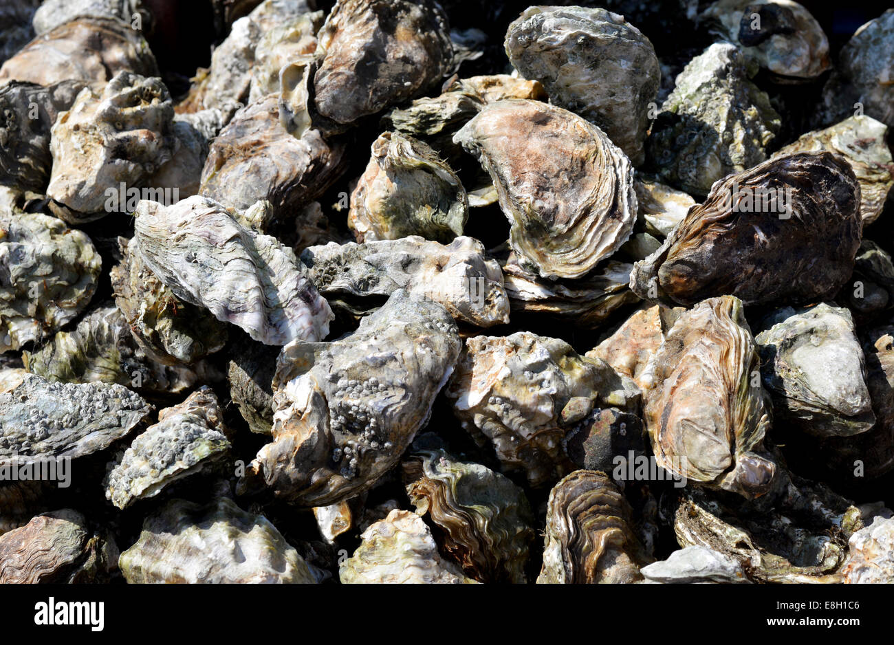 Colchester natives hi-res stock photography and images - Alamy