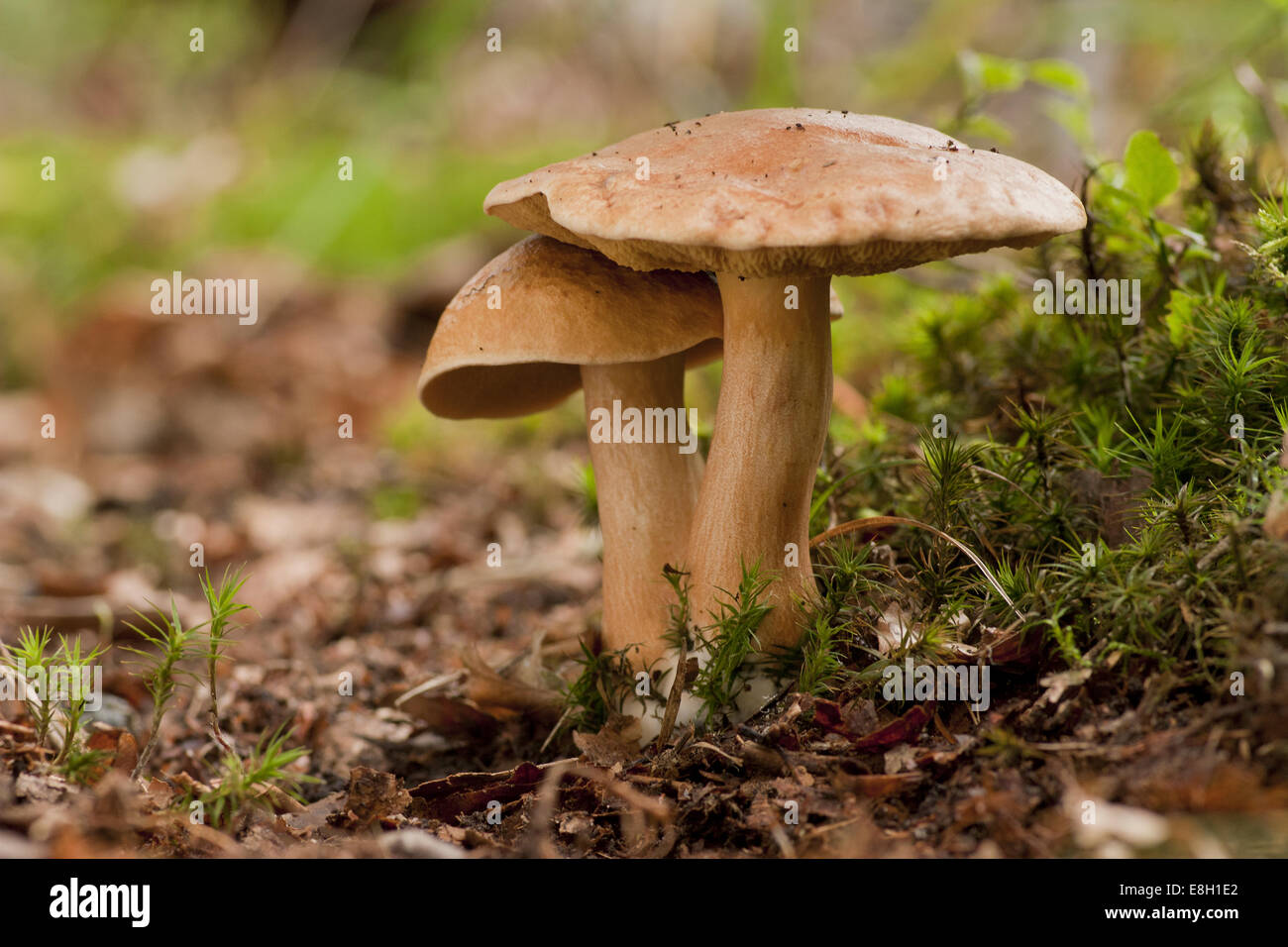 Germany, Jersey cow mushrooms, Suillus bovinus Stock Photo - Alamy