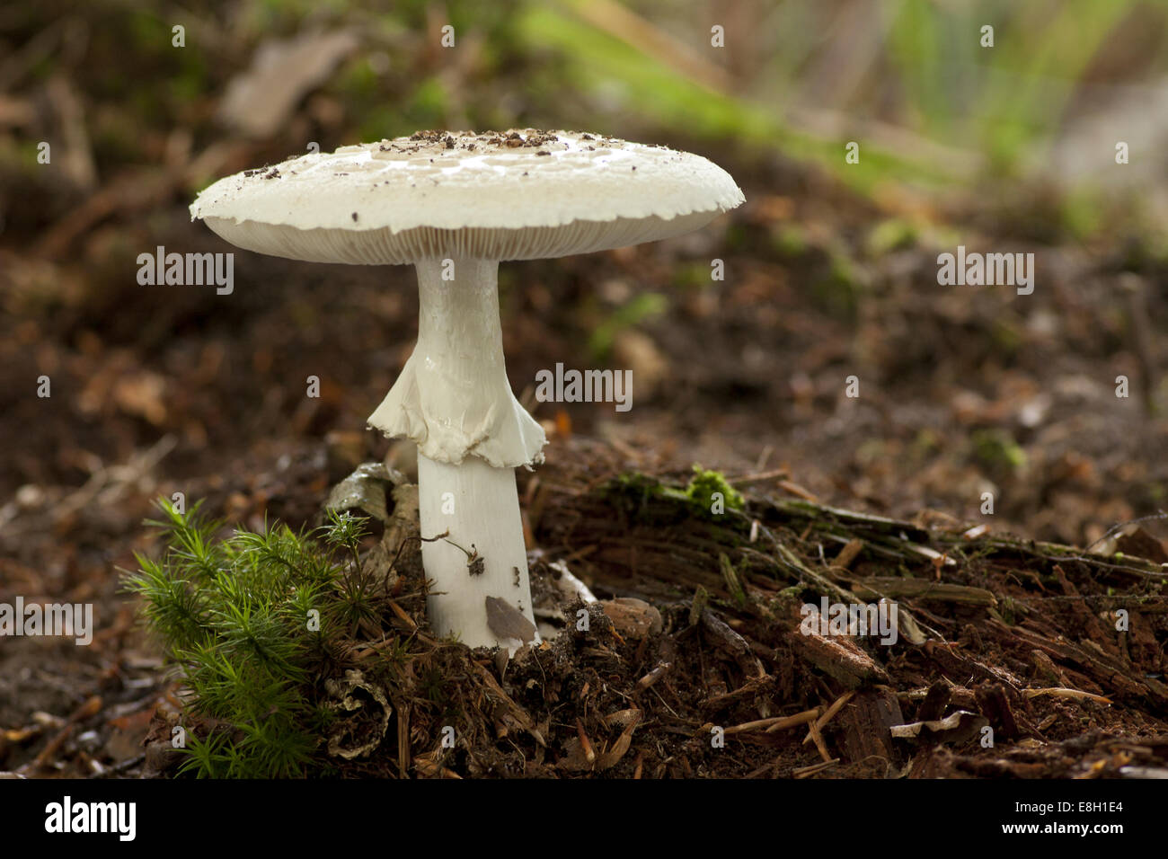 White false death cap hi-res stock photography and images - Alamy