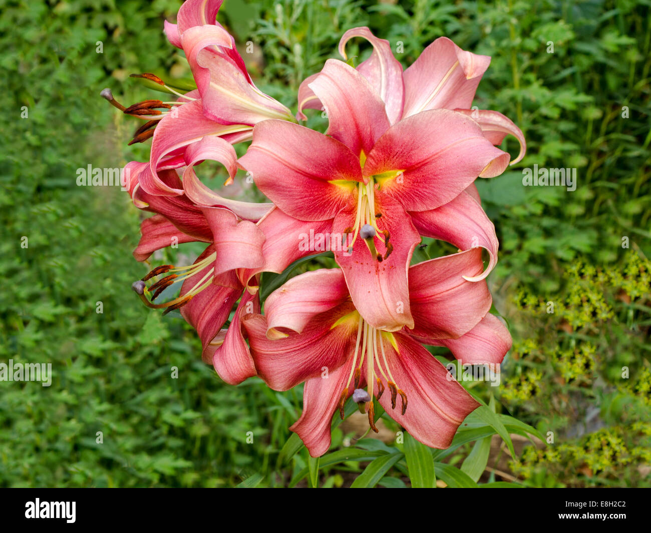 Lily varieties flowers in the garden Stock Photo - Alamy