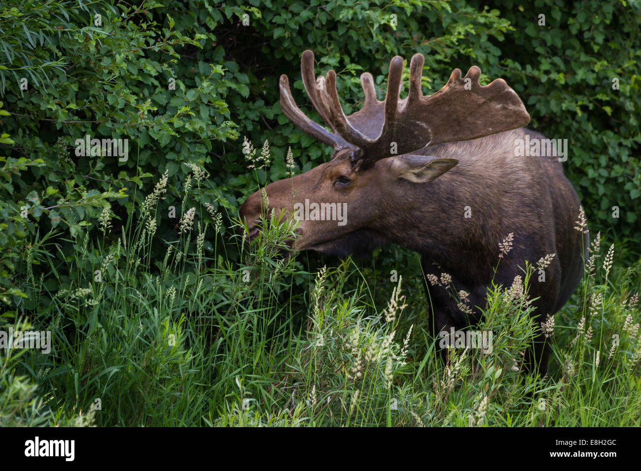 adult male moose feeding on green plants viewed from an elevated ...
