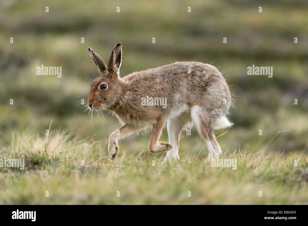 Mountain hare hi-res stock photography and images - Alamy