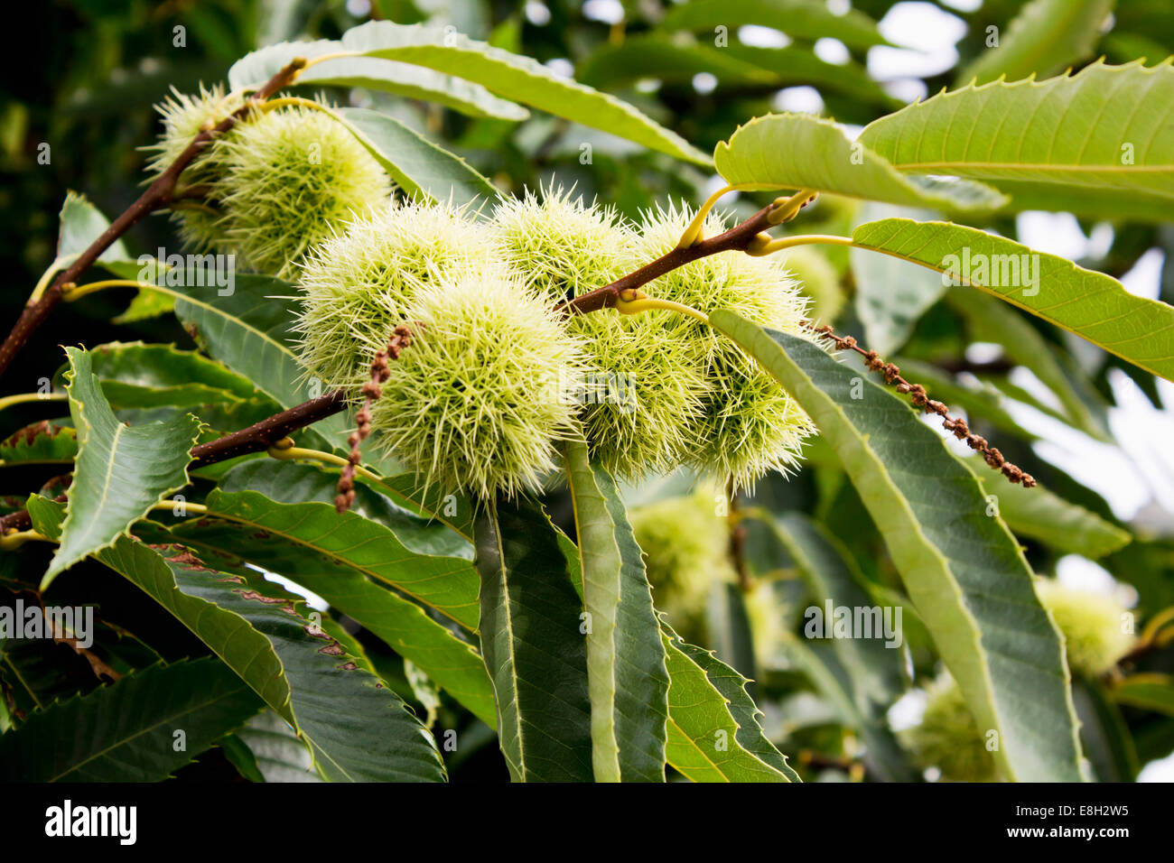 Chestnut at tree hi-res stock photography and images - Alamy