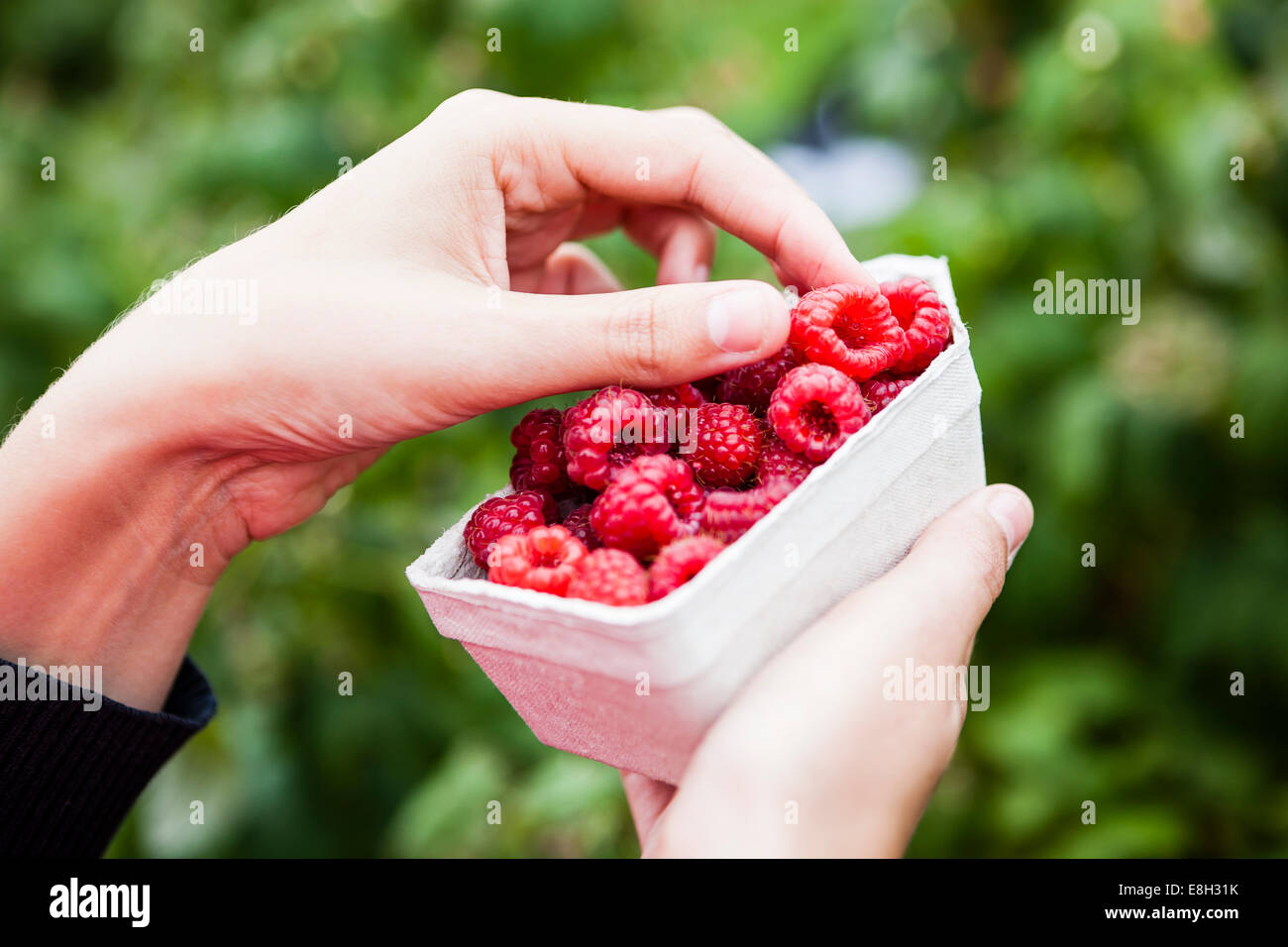 Woman's hands holding box of raspberries Stock Photo - Alamy