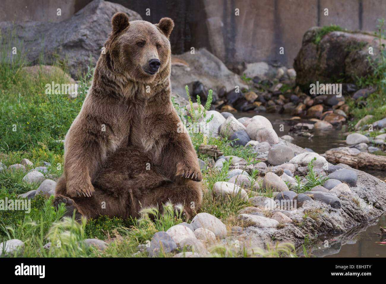 Big Grizzly Bear Stock Photos & Big Grizzly Bear Stock Images - Alamy