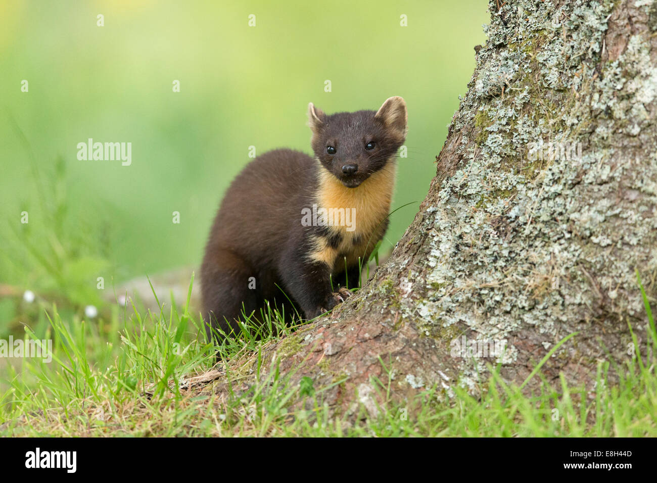 Scottish pine marten hi-res stock photography and images - Alamy