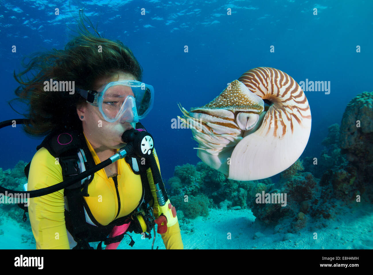 Oceania, Palau, Diver watching Palau nautilus, Nautilus belauensis, in ...