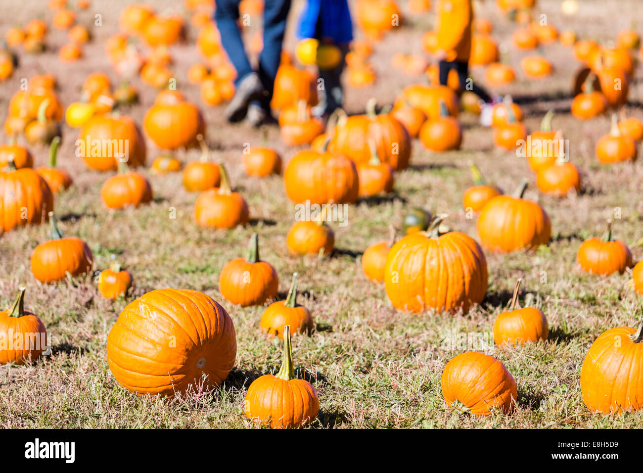 Selecting pumpkin from pumpkin patch in early Autumn Stock Photo - Alamy