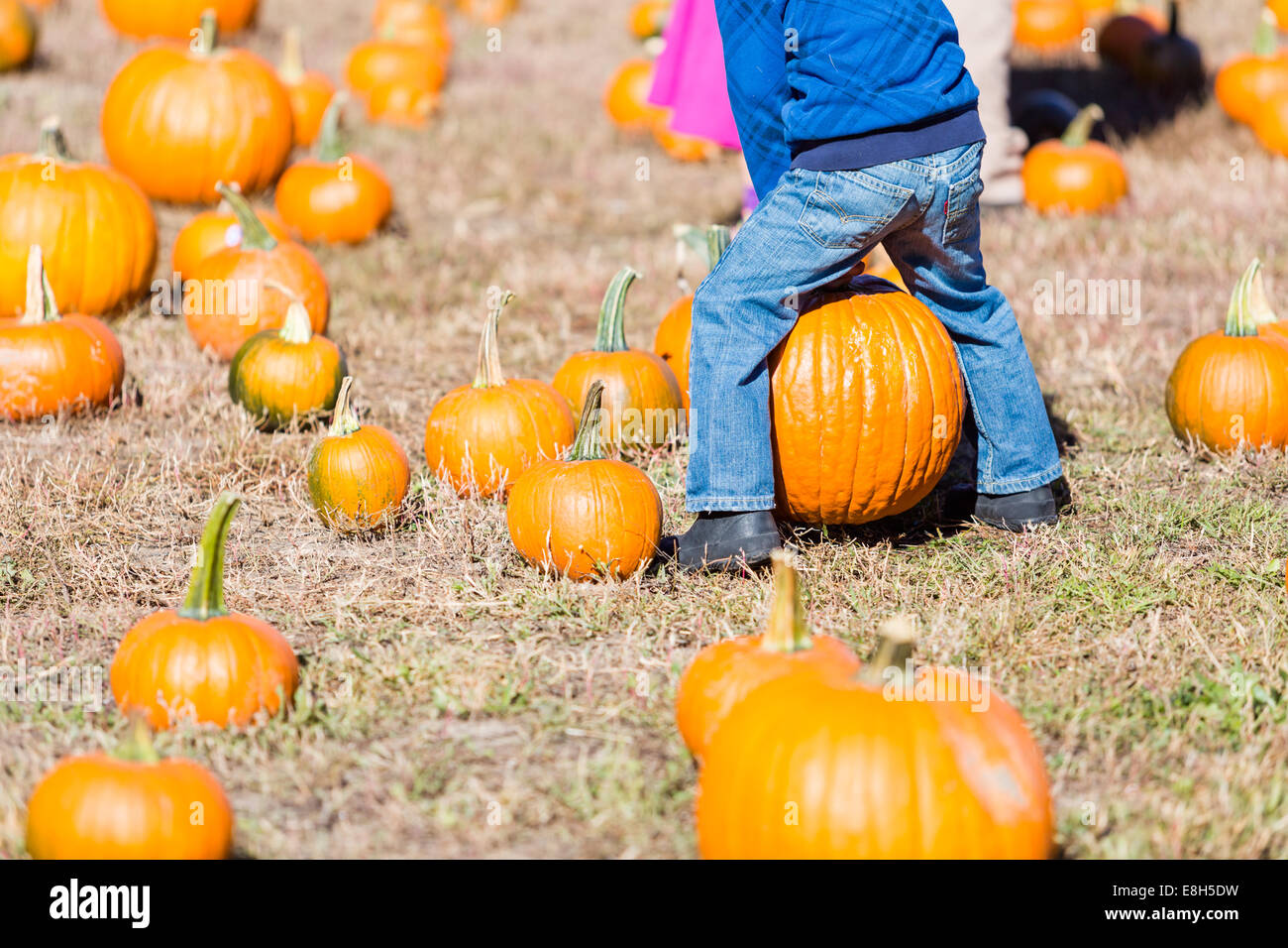Selecting pumpkin from pumpkin patch in early Autumn Stock Photo - Alamy