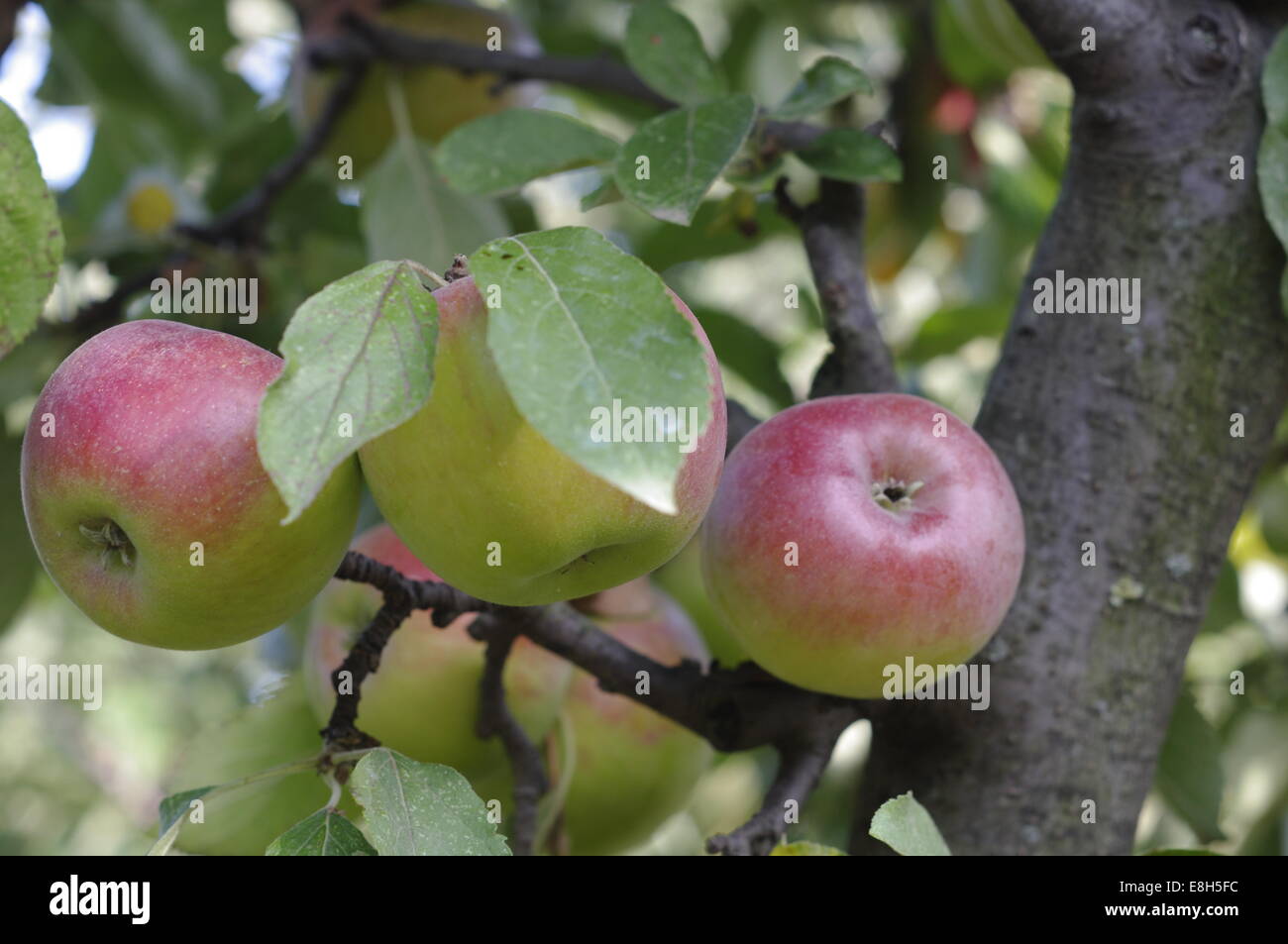 Canopy apple tree hi-res stock photography and images - Alamy