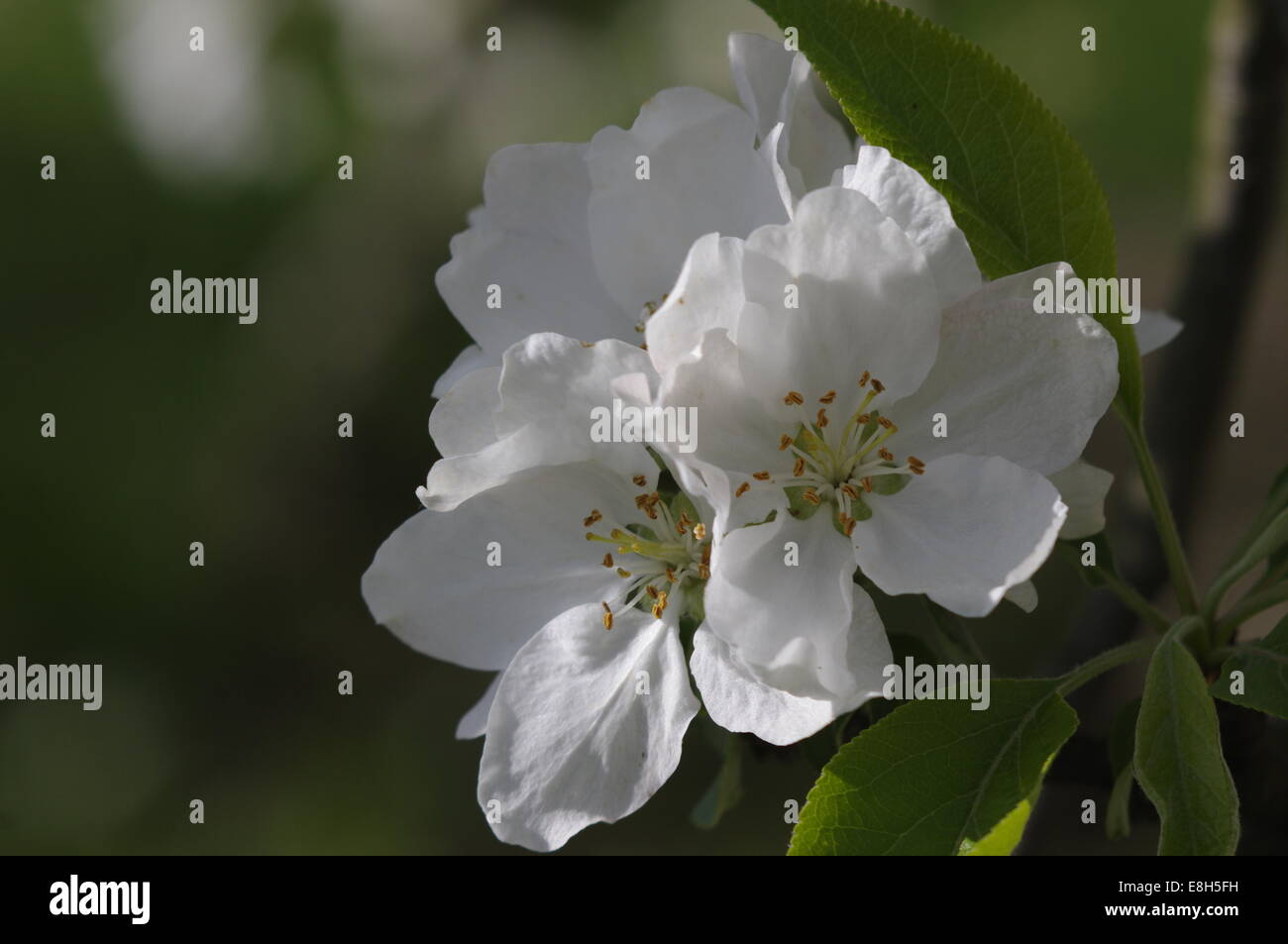 New apple flowers hi-res stock photography and images - Alamy