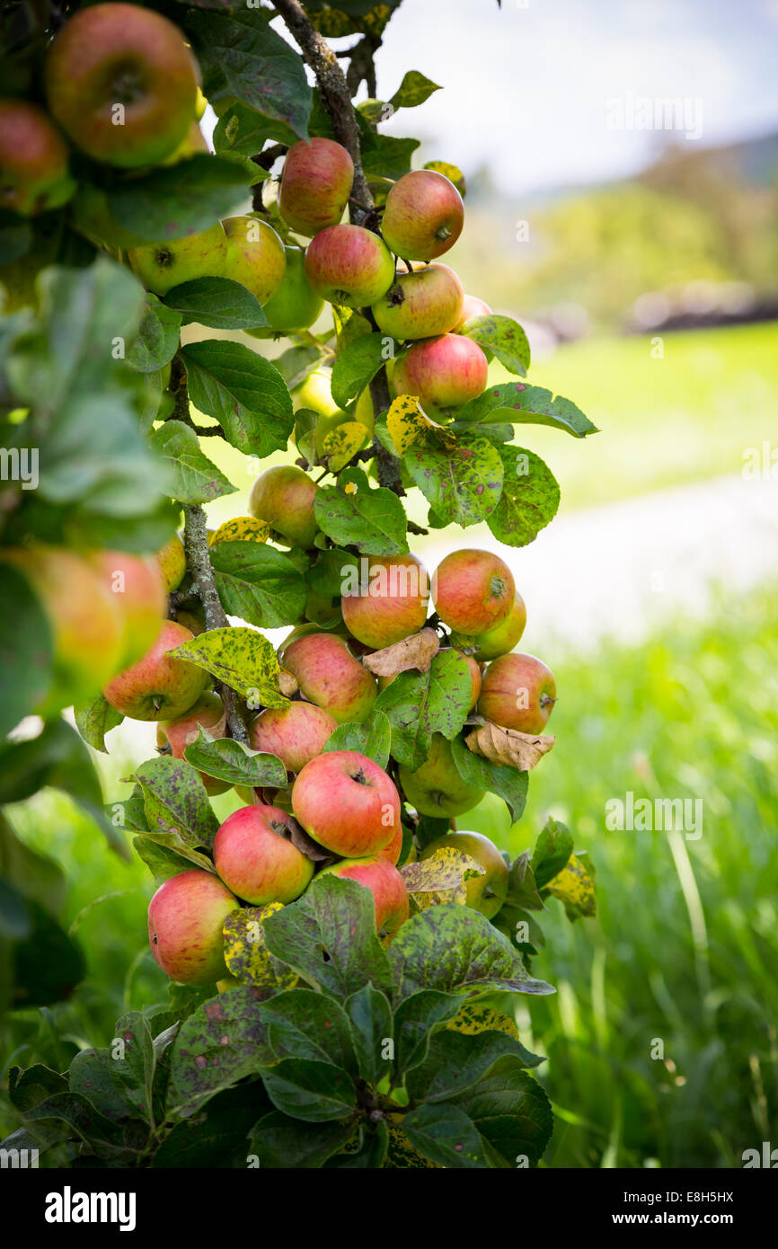 Twig of an apple tree with plenty of fruits Stock Photo - Alamy