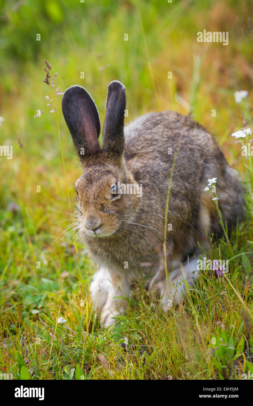 wild jack rabbit sitting on green grass in yellowstone national park ...