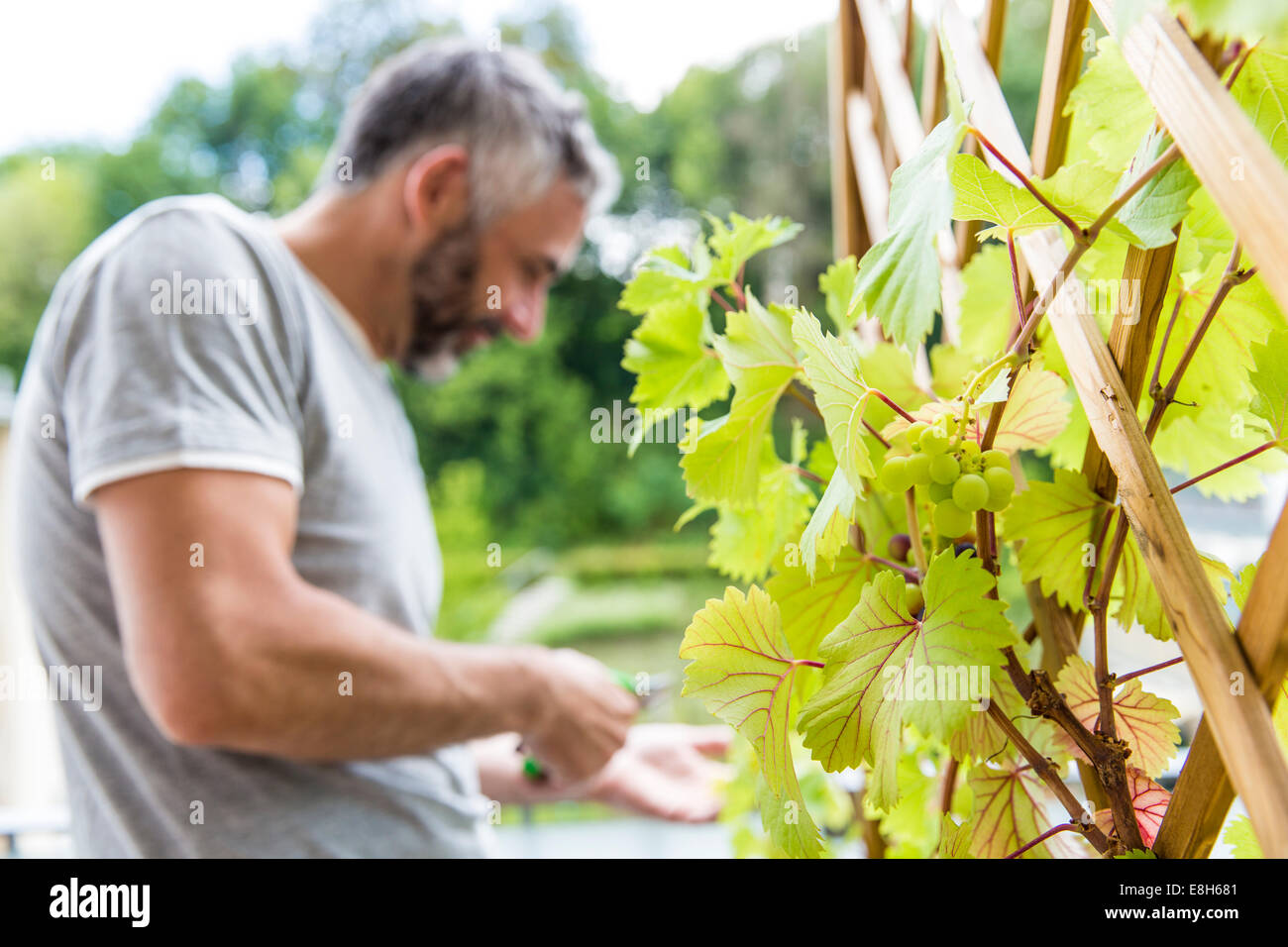 Man cutting grapevine on his balcony Stock Photo - Alamy