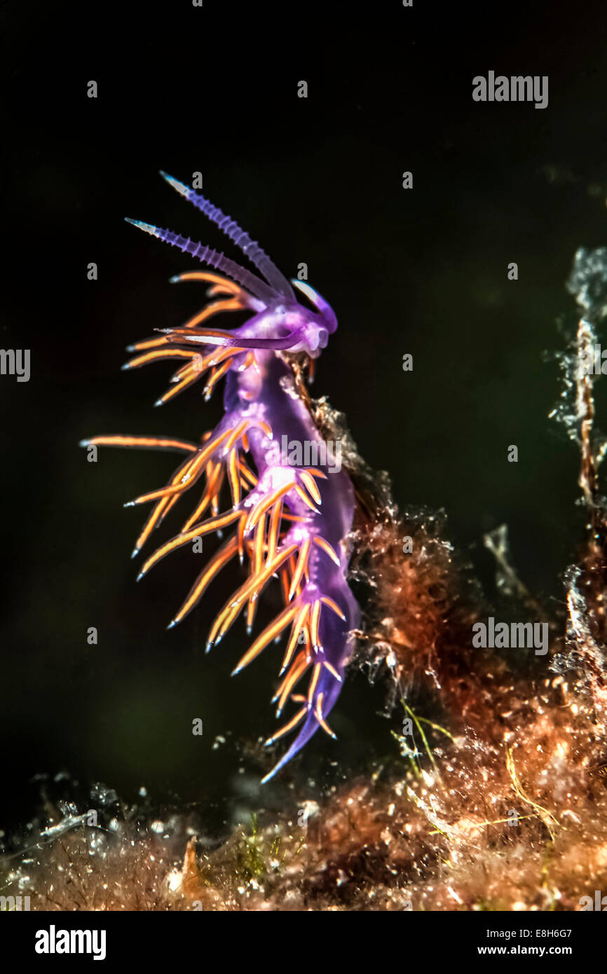 Croatia, Pink Coryphella, Flabellina pedata Stock Photo - Alamy