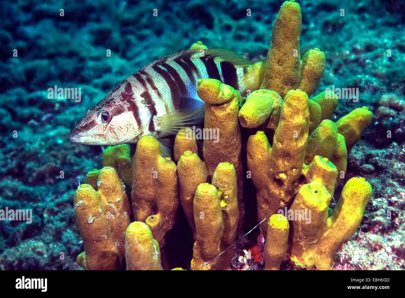 Serranus hi-res stock photography and images - Alamy