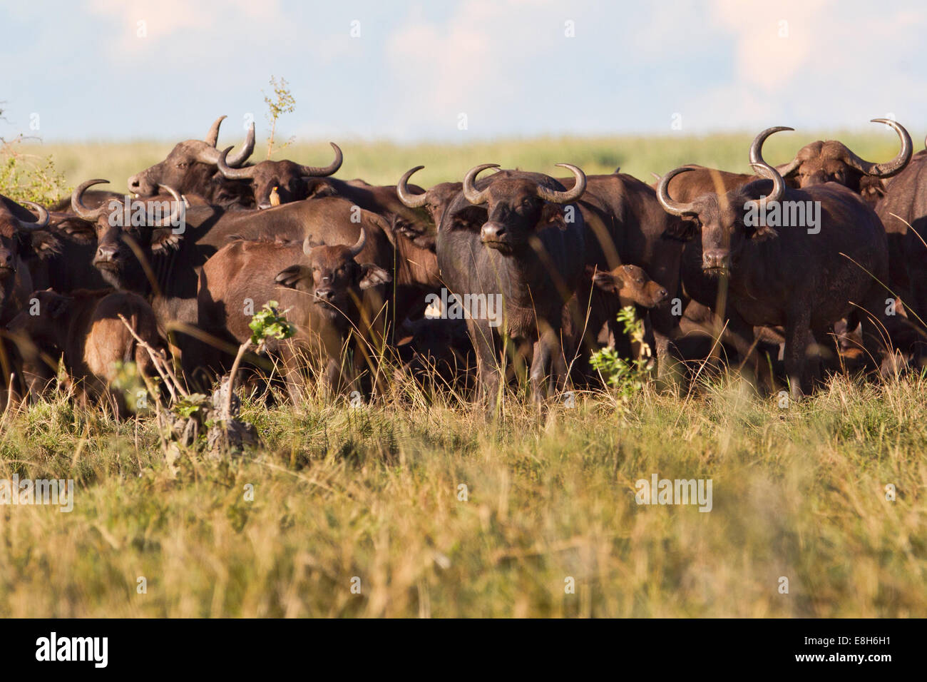 Cape buffalo boss hi-res stock photography and images - Alamy