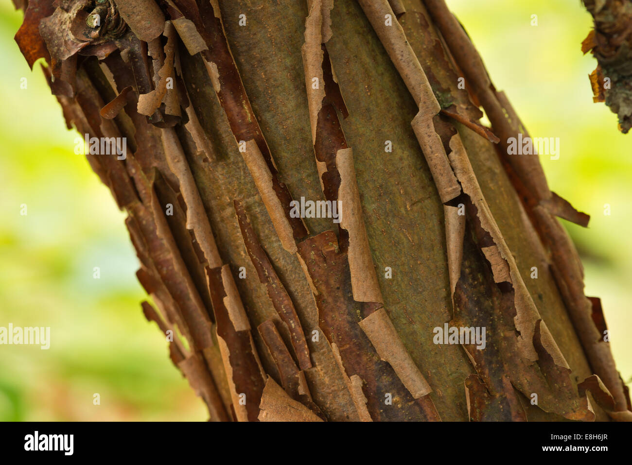 Interesting flaking peeling layers of colorful bark of paperbark Maple ...