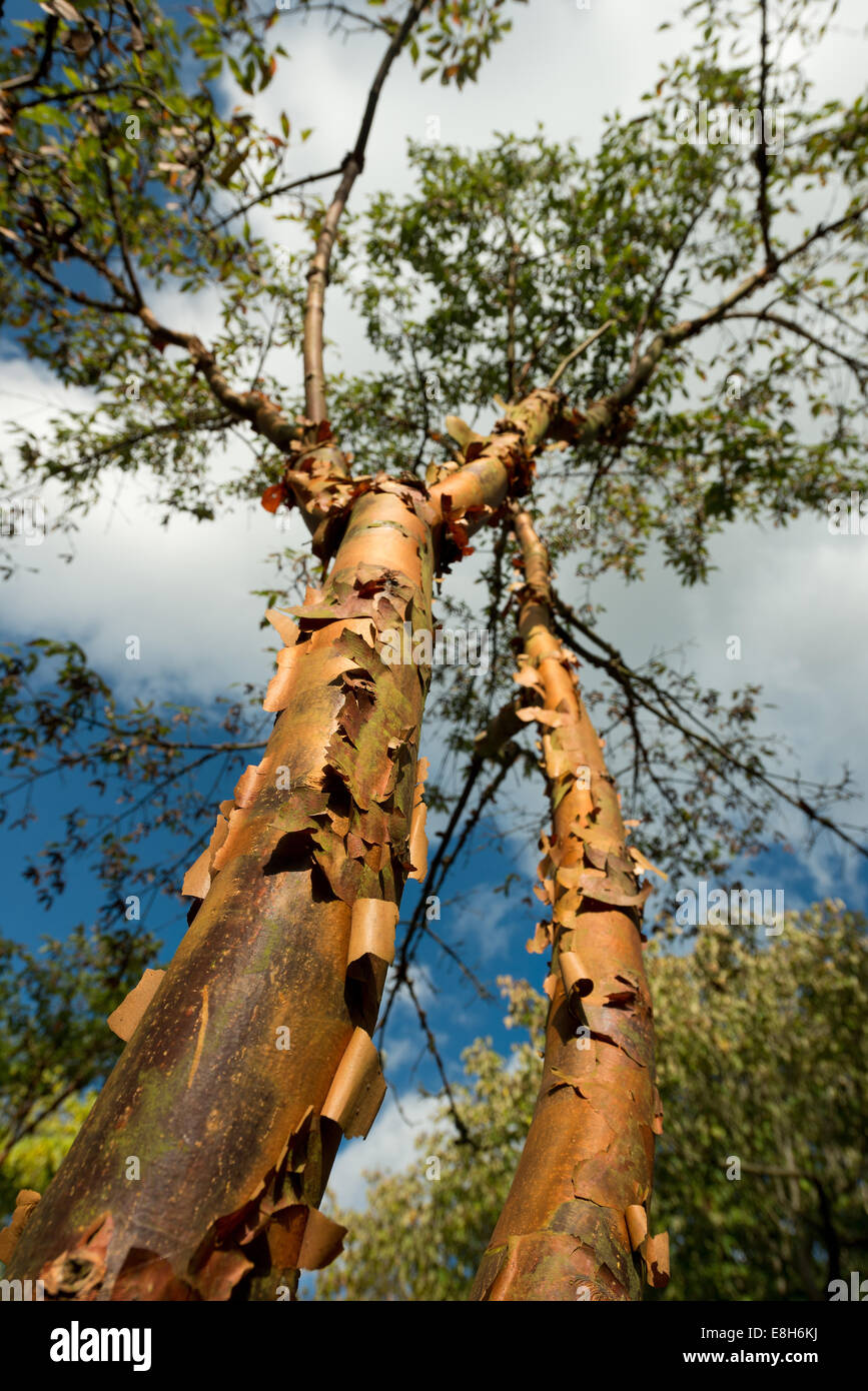 Interesting flaking peeling layers of colorful bark of paperbark Maple ...