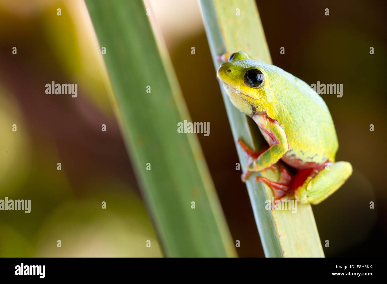 A reed frog clings to a reed in Bangweulu Wetlands, Zambia Stock Photo ...