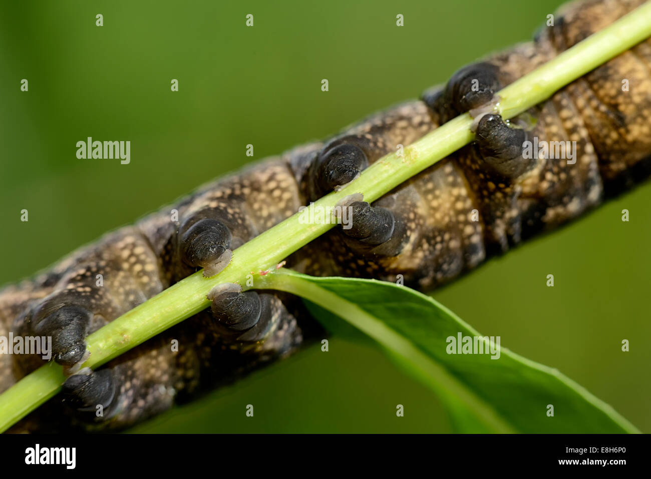 Elephant Hawk-moth caterpillar, Deilephila elpenor, hanging on a twig ...