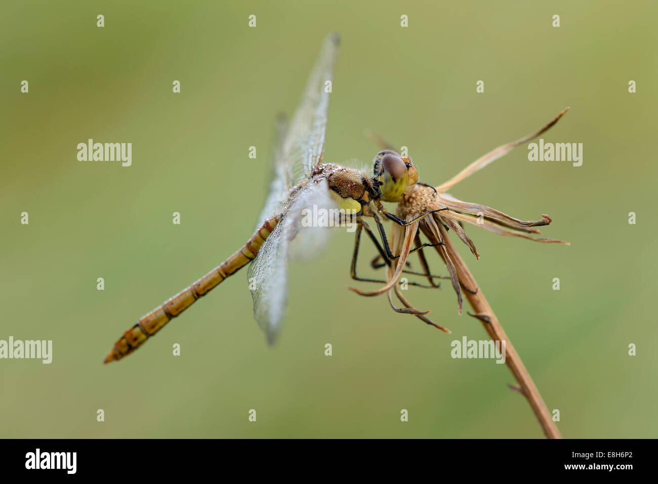 Common sympetrum dragonfly hi-res stock photography and images - Alamy