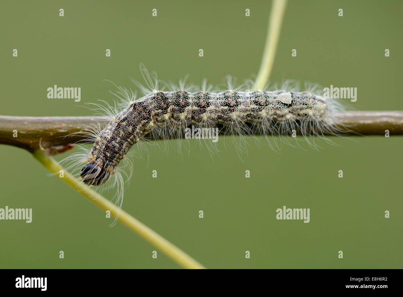 Caterpillar of Poplar Grey, Acronicta megacephala, on a twig Stock ...