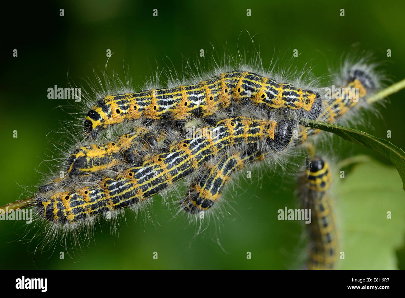 Caterpillars of buff-tips, Phalera bucephala Stock Photo - Alamy