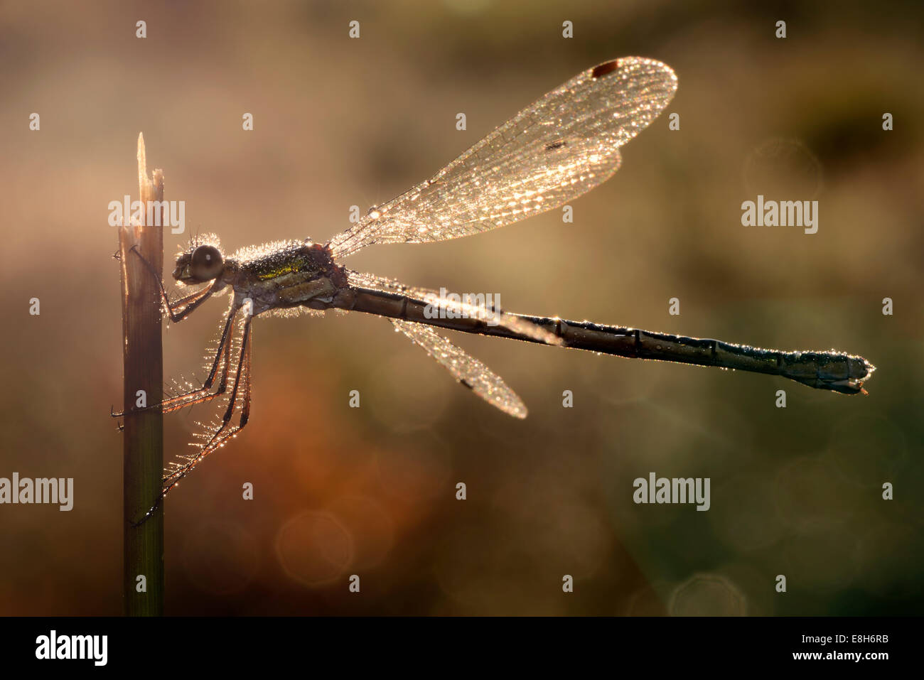 Emerald Damselfly, Lestes sponsa, at backlight Stock Photo - Alamy