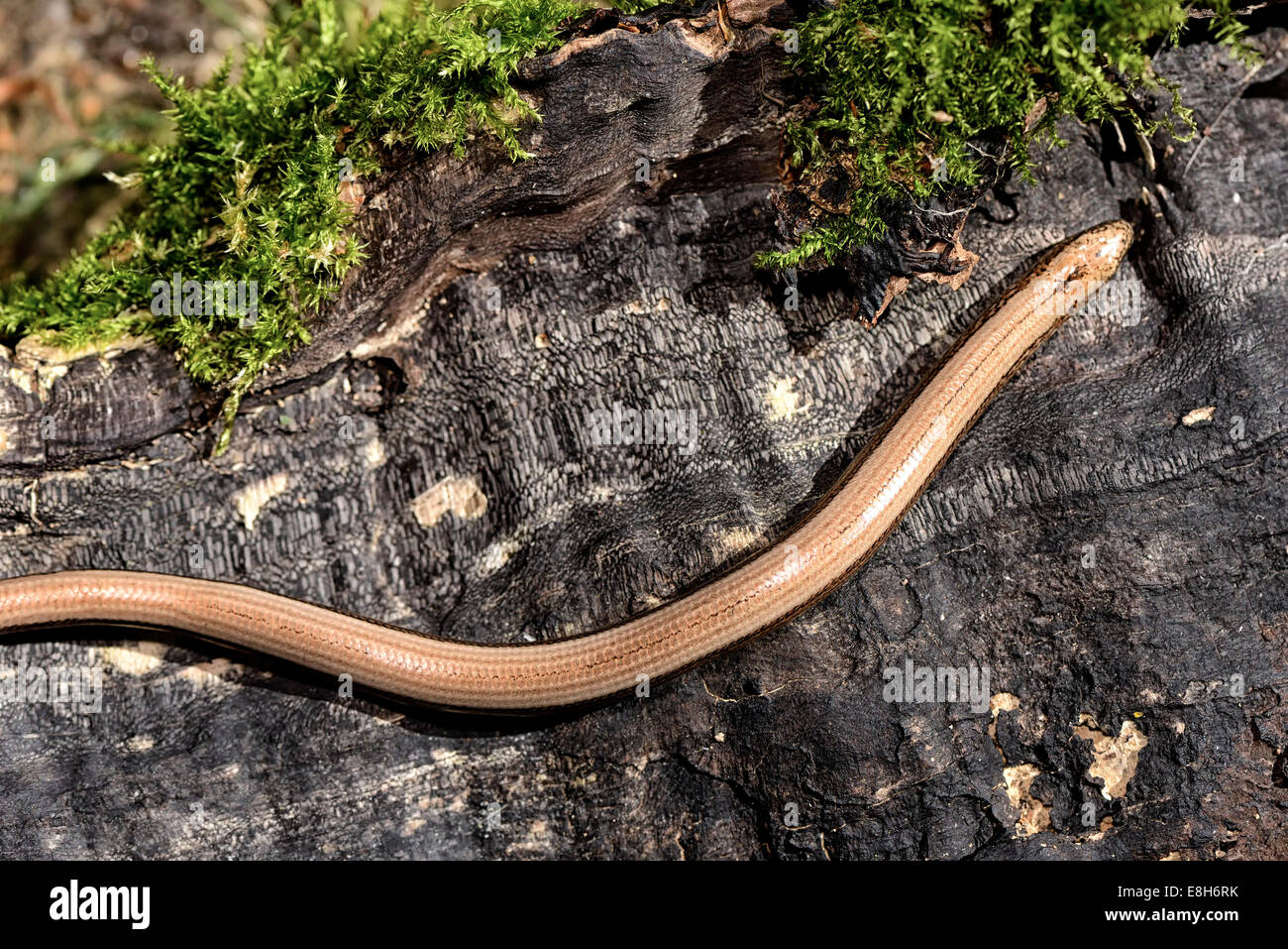 Slow worm, Anguis fragilis, on dead wood Stock Photo - Alamy