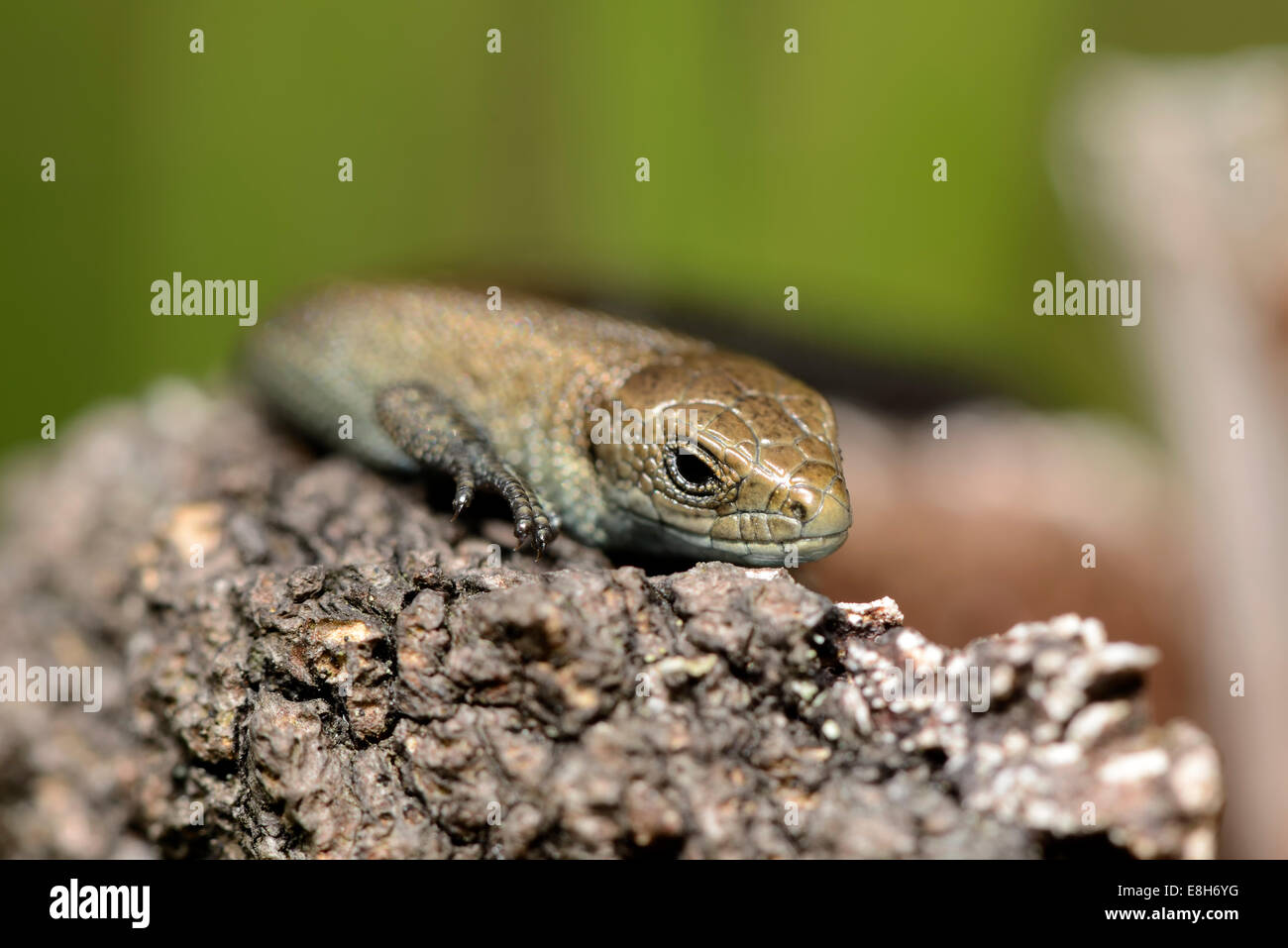 Common lizard, Zootoca vivipara Stock Photo - Alamy