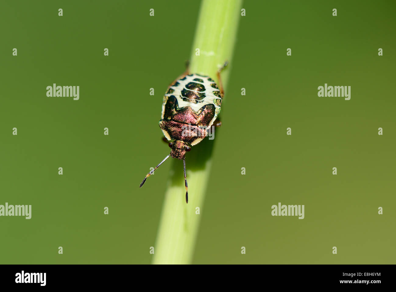 Bronze shieldbug, Troilus luridus, final instar, on blade Stock Photo ...