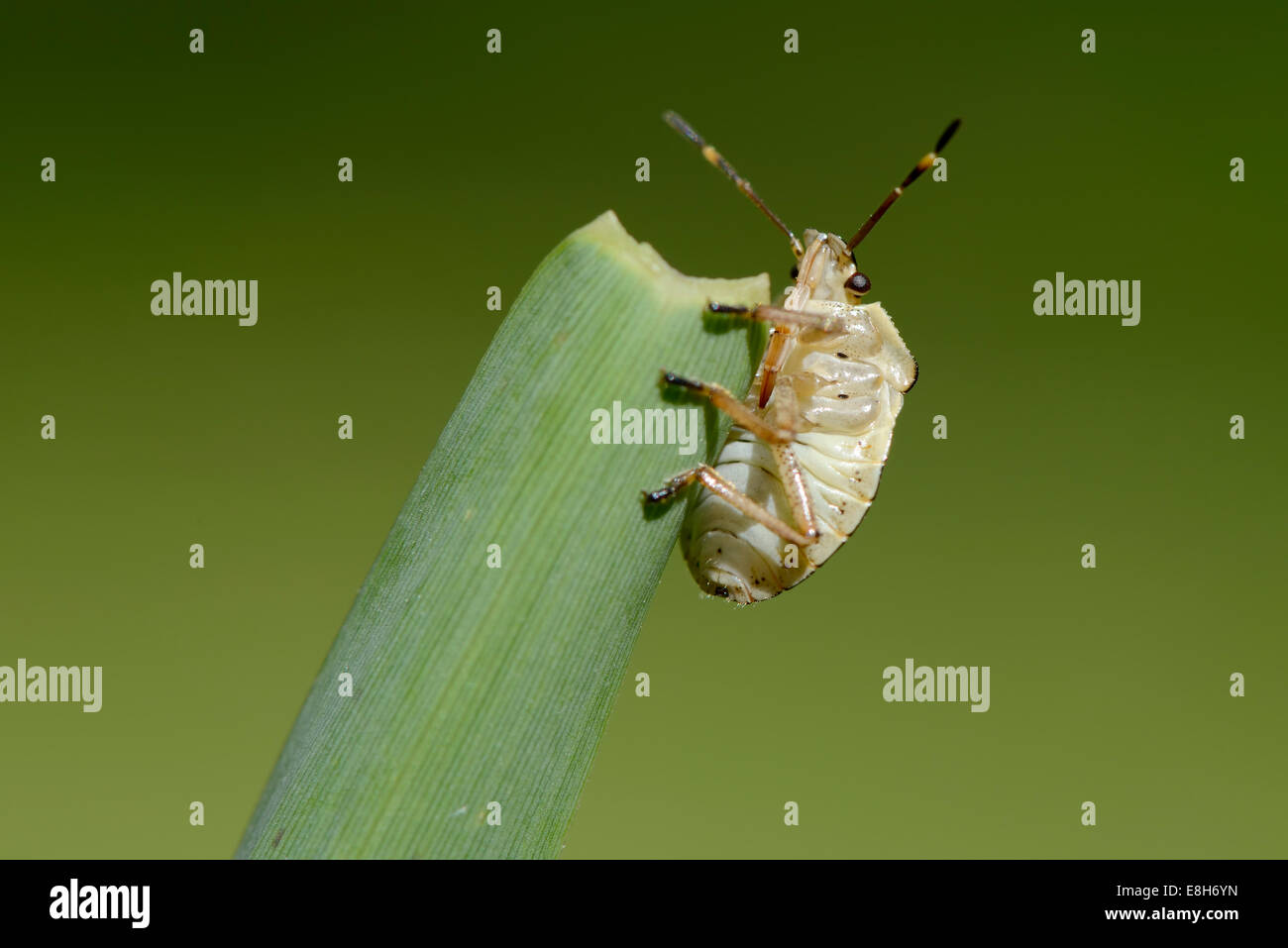 Bronze shieldbug, Troilus luridus, final instar, on blade Stock Photo ...