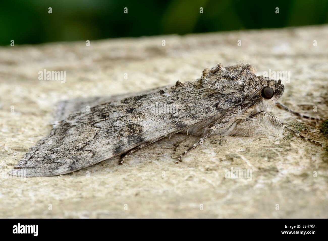 Red Underwing, Catocala nupta Stock Photo - Alamy