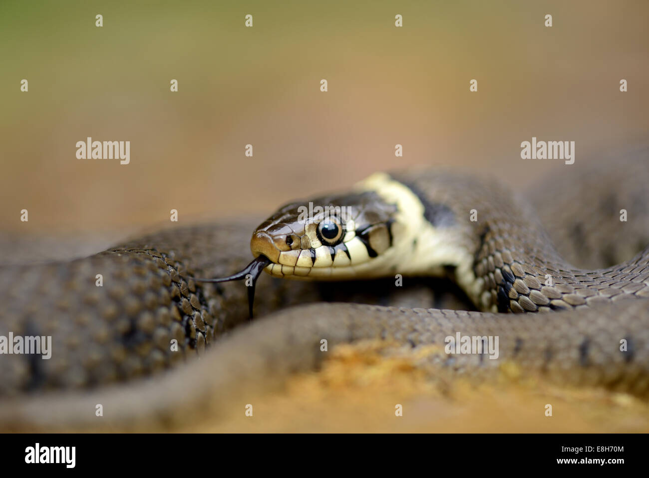 Portrait of European grass snake, Natrix natrix Stock Photo - Alamy