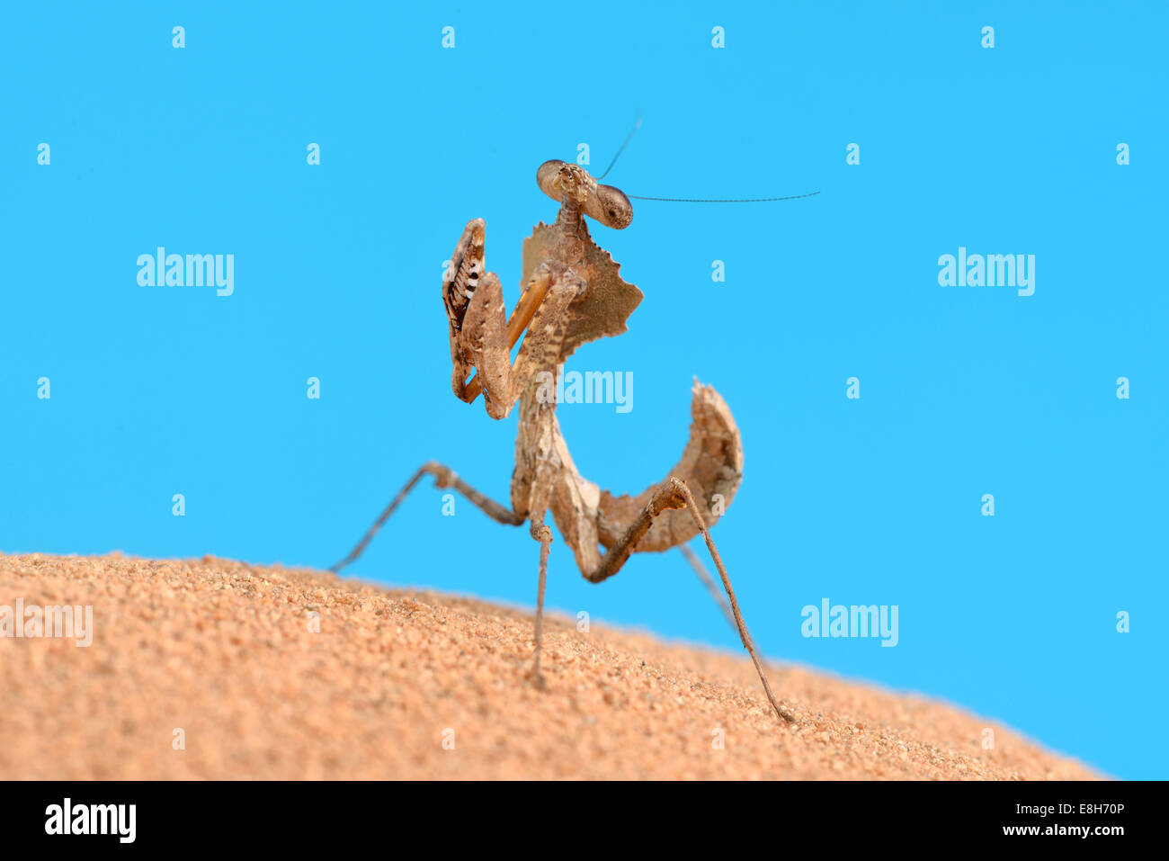 Malaysian Dead Leaf Mantis, Deroplatys desiccata, on sand in front of ...
