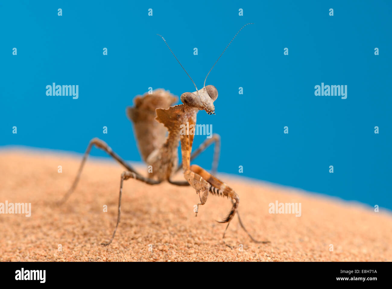Mantis deroplatys desiccata hi-res stock photography and images - Alamy