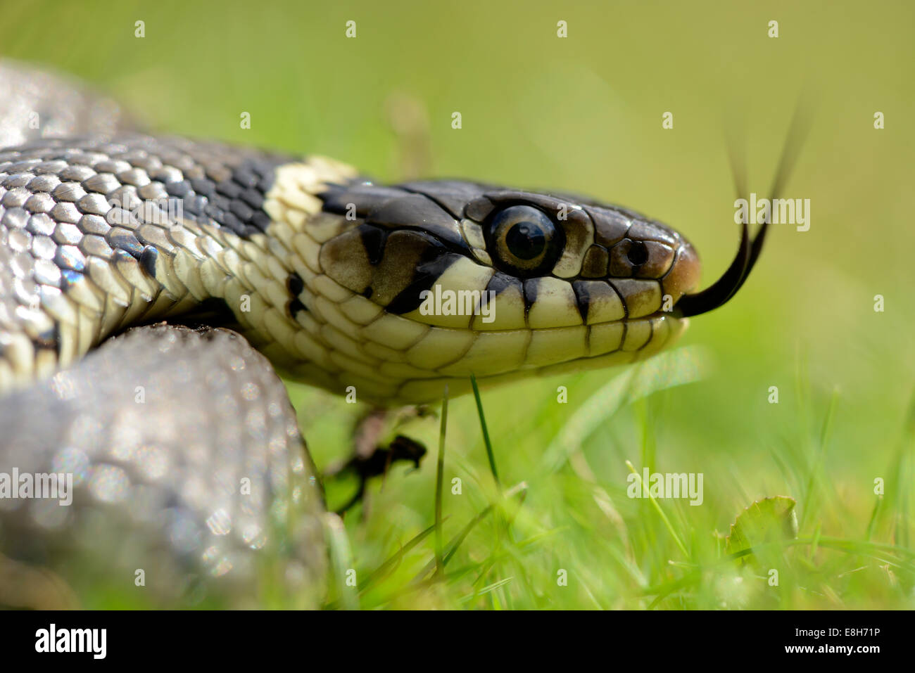 Portrait of darting grass snake, Natrix natrix Stock Photo - Alamy