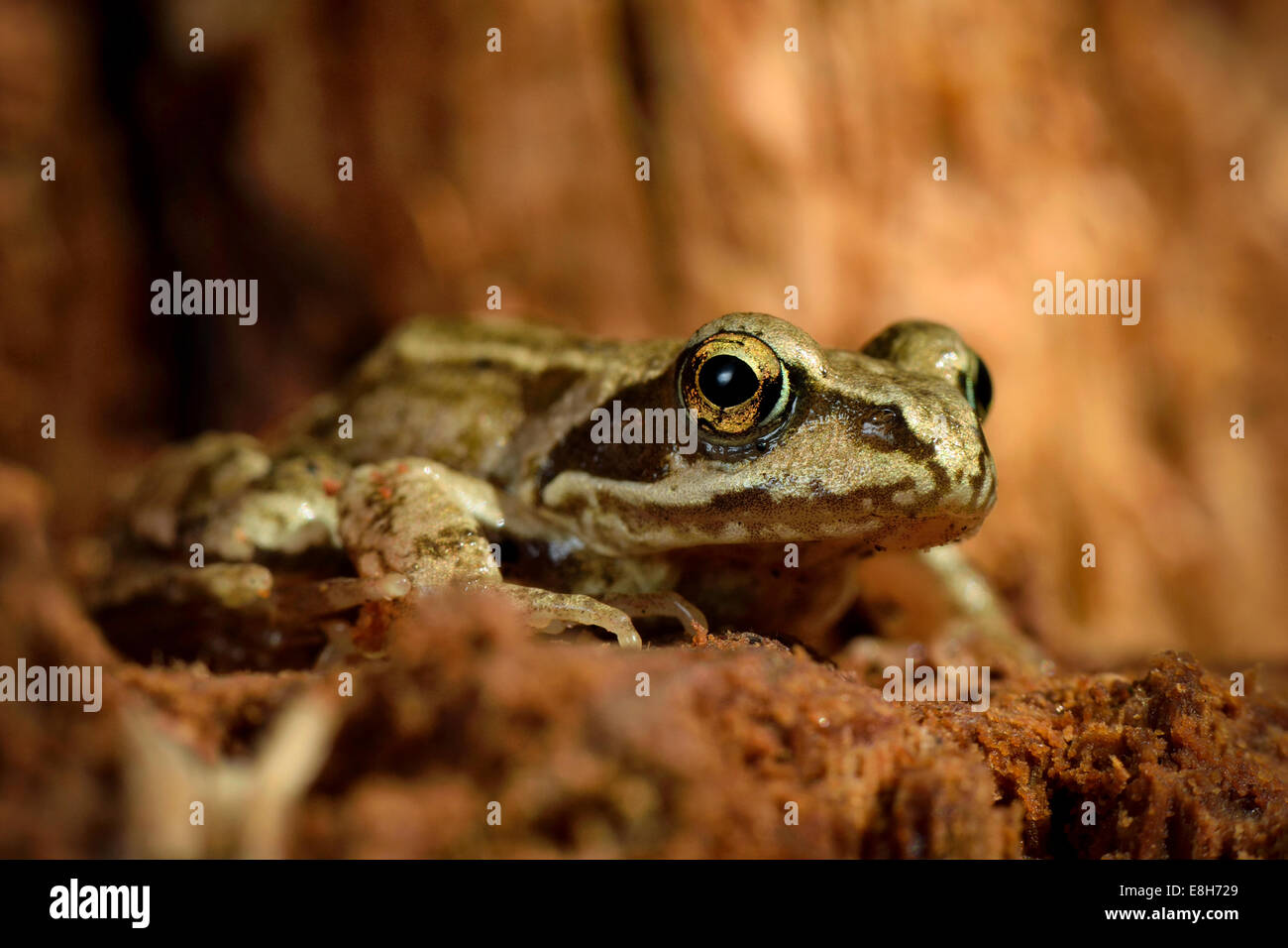 Side view of common frog hi-res stock photography and images - Alamy